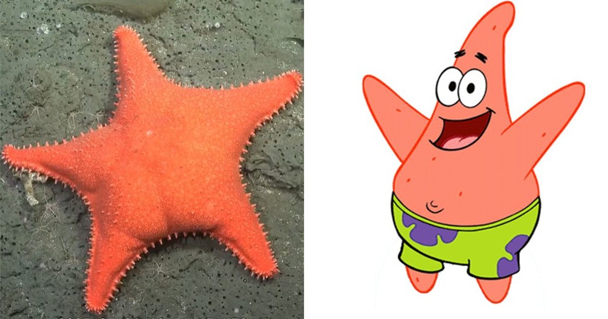 'É o Patrick': estrela-do-mar com 'bumbum' surpreende cientistas no ...